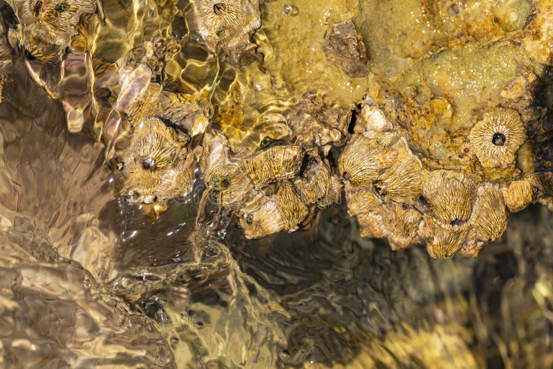 Balanus Balanomorpha is a Genus of Barnacles in the Family Balanidae of ...