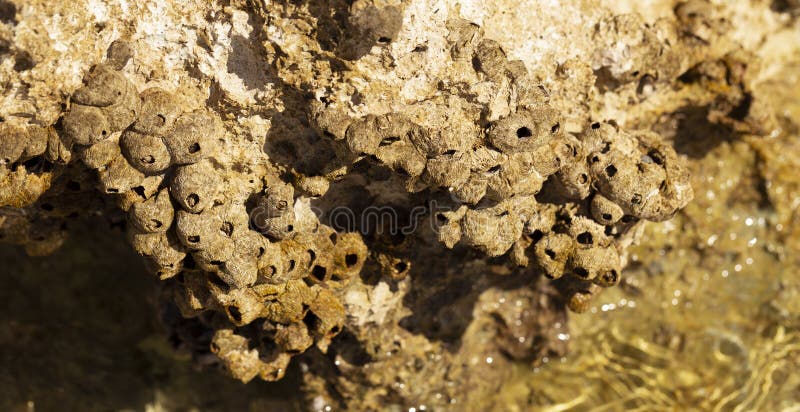 Balanus Balanomorpha is a Genus of Barnacles in the Family Balanidae ...