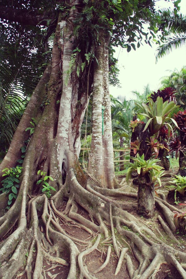 Balata garden, Martinique. stock photo. Image of france - 55735006