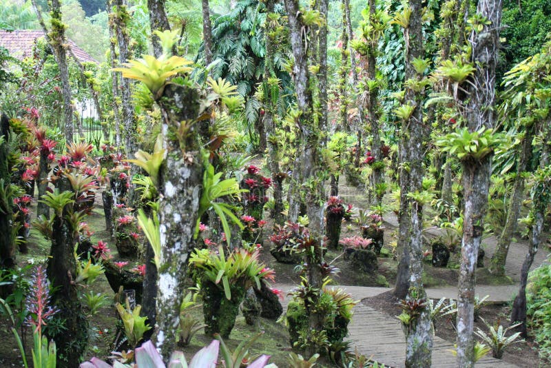 Martinique, Garden of Balata Stock Image - Image of mountain, isle: 8000745