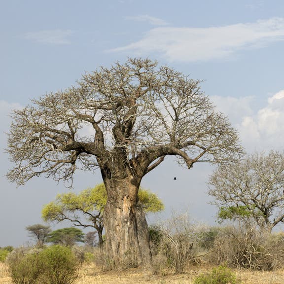 Balboa Tree in the Serengeti Stock Photo - Image of national, people ...
