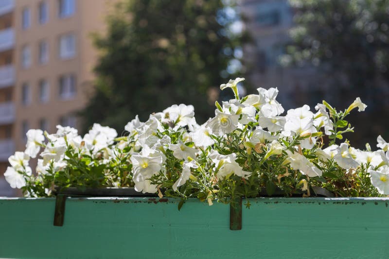 Balcony Flower in a Box. White Petunia Stock Photo - Image of green ...