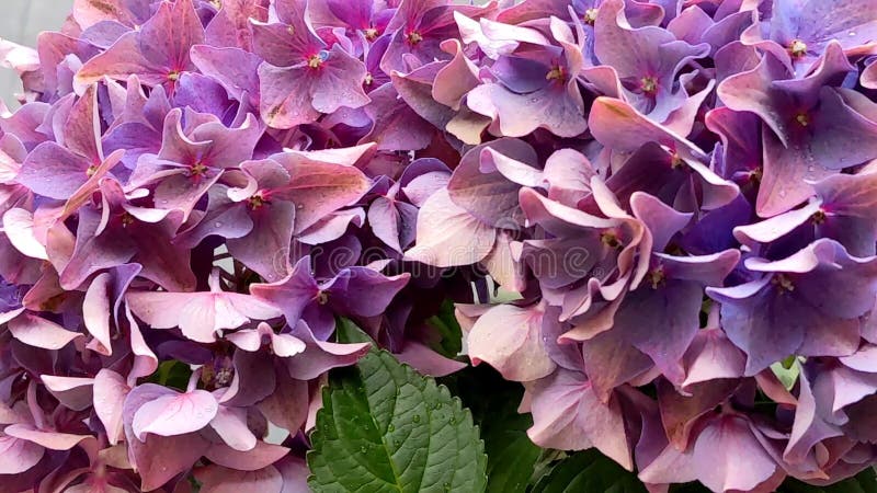 Balcony Flowers. Hydrangea Macrophylla, Flowers Stock Video - Video of ...