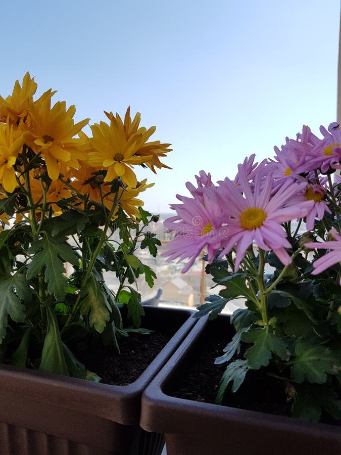 Balcony flowers rooftop stock image. Image of landscape - 114007183