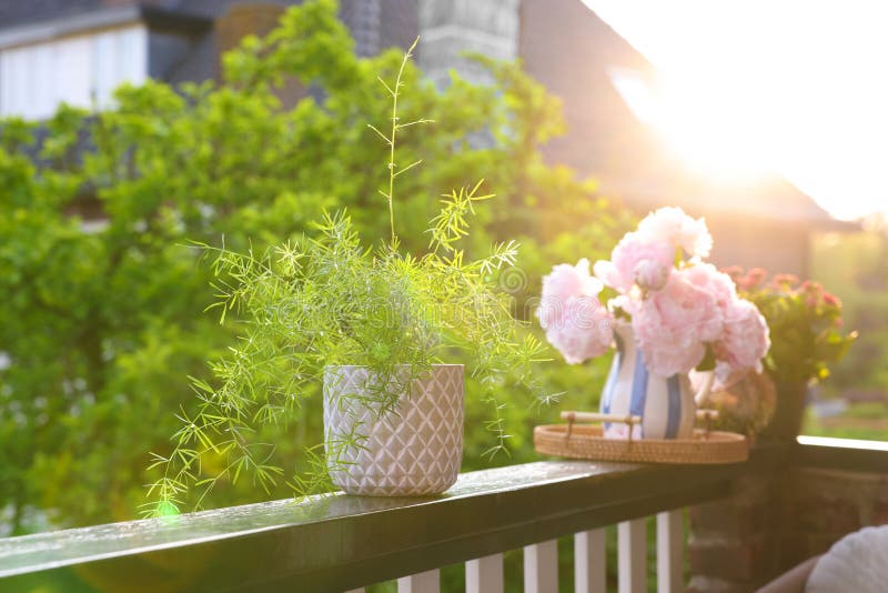 Balcony Garden. Different Plants on Railings Outdoors on Sunny Day ...