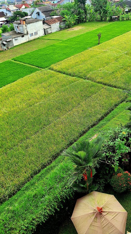 Balcony View of Rice Field in Sleman Stock Photo - Image of tree, field ...