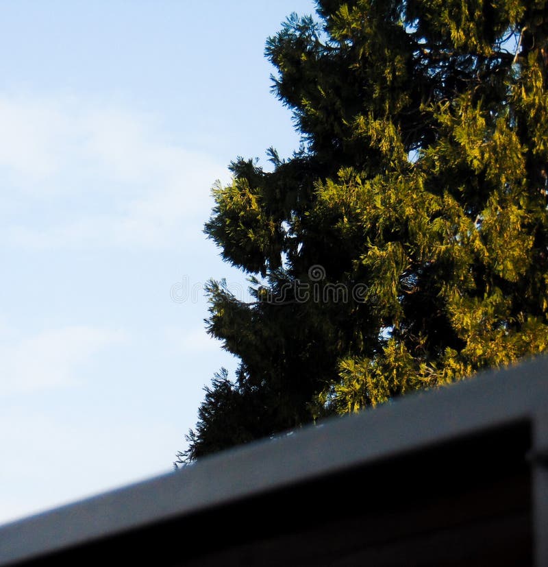 Balcony view of a tree stock photo. Image of trees, green - 111307688