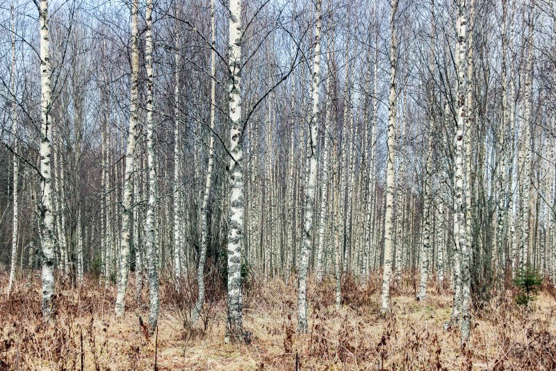 Birch Tree Forest in Winter Stock Photo - Image of season, light: 105390304