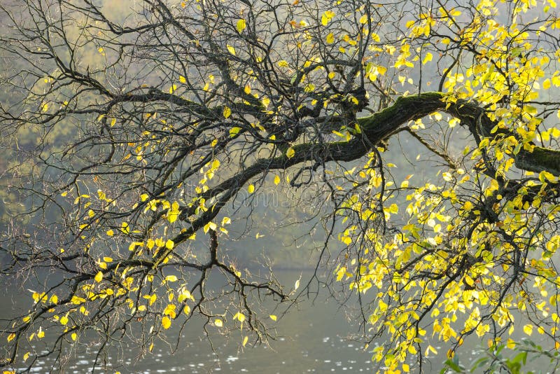 Almost bald branch stock image. Image of branch, nature - 61705823