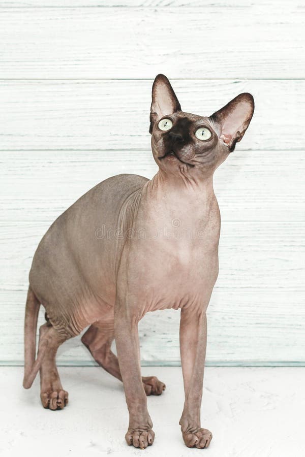 Bald Cat of the Canadian Sphynx Breed Itches from Food Allergies. Rash ...