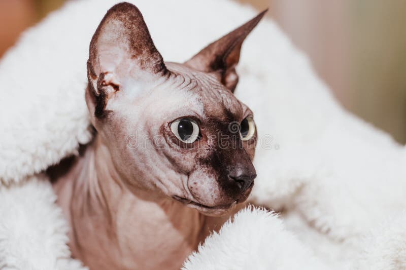 Bald Cat of the Canadian Sphynx Breed Covered with a Whip. Stock Photo ...