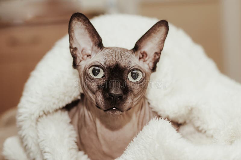 Bald Cat of the Canadian Sphynx Breed Covered with a Whip. Stock Image ...