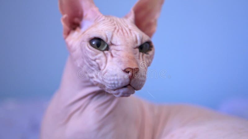 Bald cat stock video. Video of funny, background, sphynx - 67946235