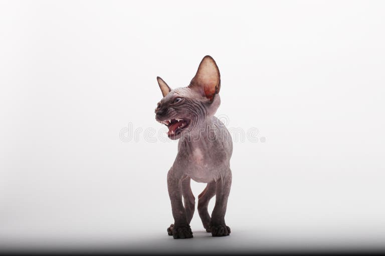 1,973 Cat Angry Tail Stock Photos - Free & Royalty-Free Stock Photos ...