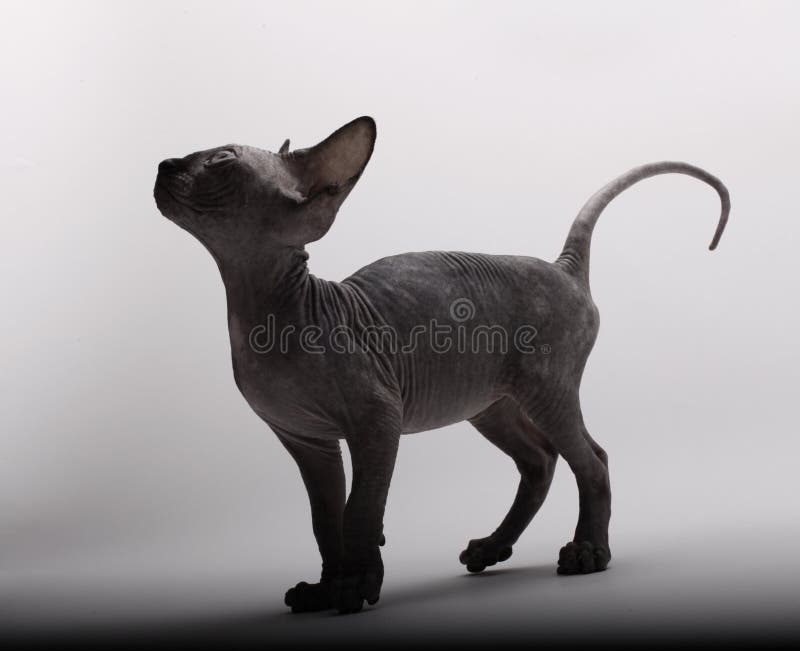 Bald Cat Sphinx Sphynx stock image. Image of mammal - 194758475