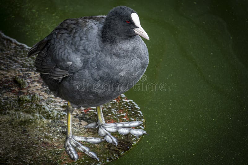 Bald Coot Standing before Green Water Stock Photo - Image of watch ...
