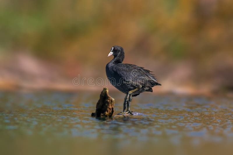 Bald Coot Sunbathes on a Pond Stock Image - Image of birdwatching ...