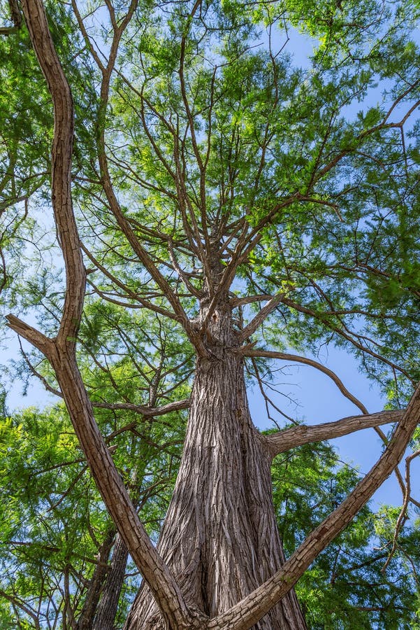 Bald cypress stock photo. Image of branch, landscape - 44886870