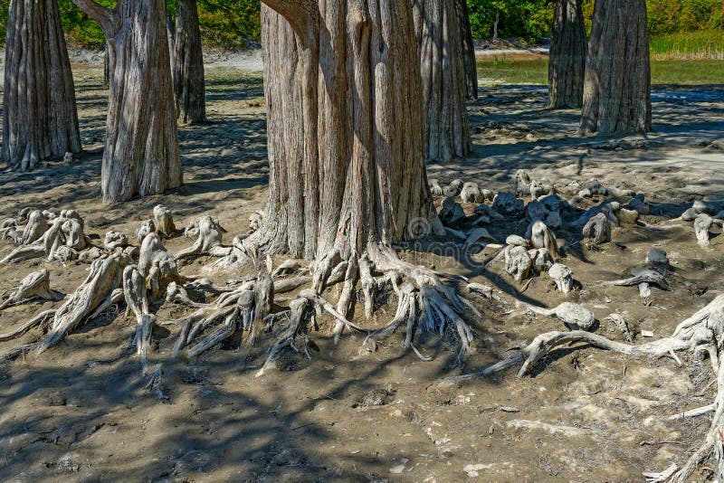 The Roots Of Bald Cypress Trees And Clear Water In The Manatee Stock ...