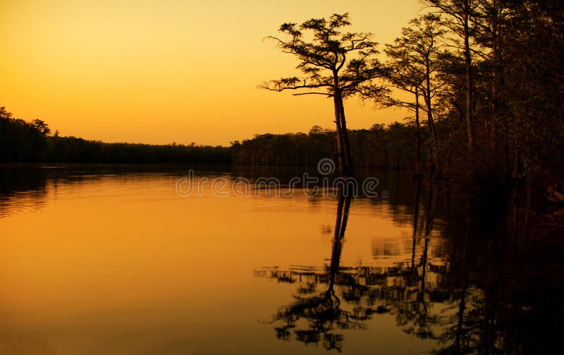 Bald Cypress Swamp at Sunset Stock Photo - Image of nature, carolina ...