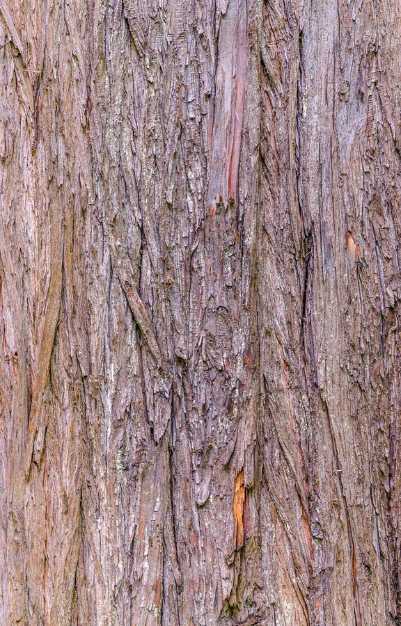 6+ Cypress wood texture Free Stock Photos - StockFreeImages