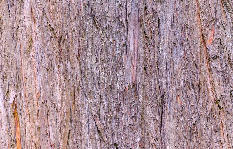 Bald cypress texture stock photo. Image of cypress, texture - 57867784