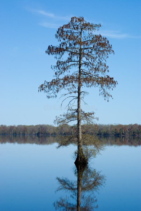 3,281 Bald Cypress Tree Stock Photos - Free & Royalty-Free Stock Photos ...