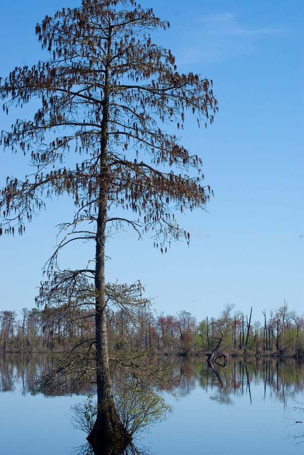 Bald Cypress Tree stock image. Image of cypress, blue - 26421441
