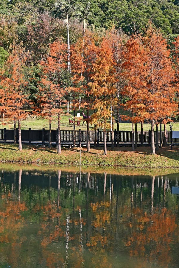 166 Beautiful Fall Foliage Bald Cypress Tree Stock Photos - Free ...