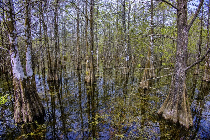 Bald Cypress Tree Canopy in a Swamp Stock Image - Image of growth ...
