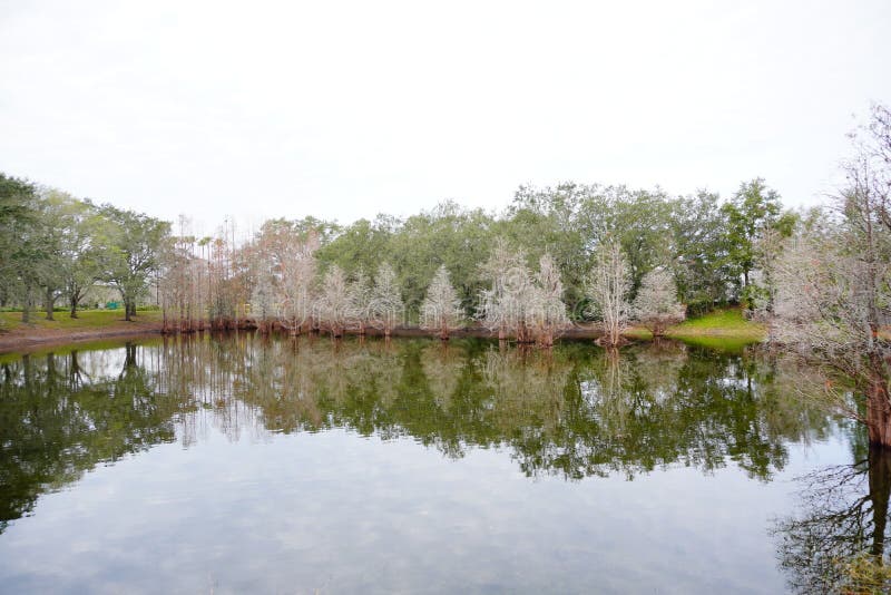 Bald Cypress Tree Grown in Water in Winter Stock Image - Image of dusky ...