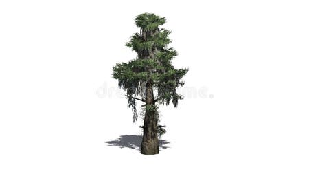 Swamp Cypress Tree Stock Illustrations – 114 Swamp Cypress Tree Stock ...