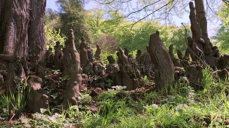The Bald Cypress Tree with Unique Tree Roots. Tranquil Forest Scene ...