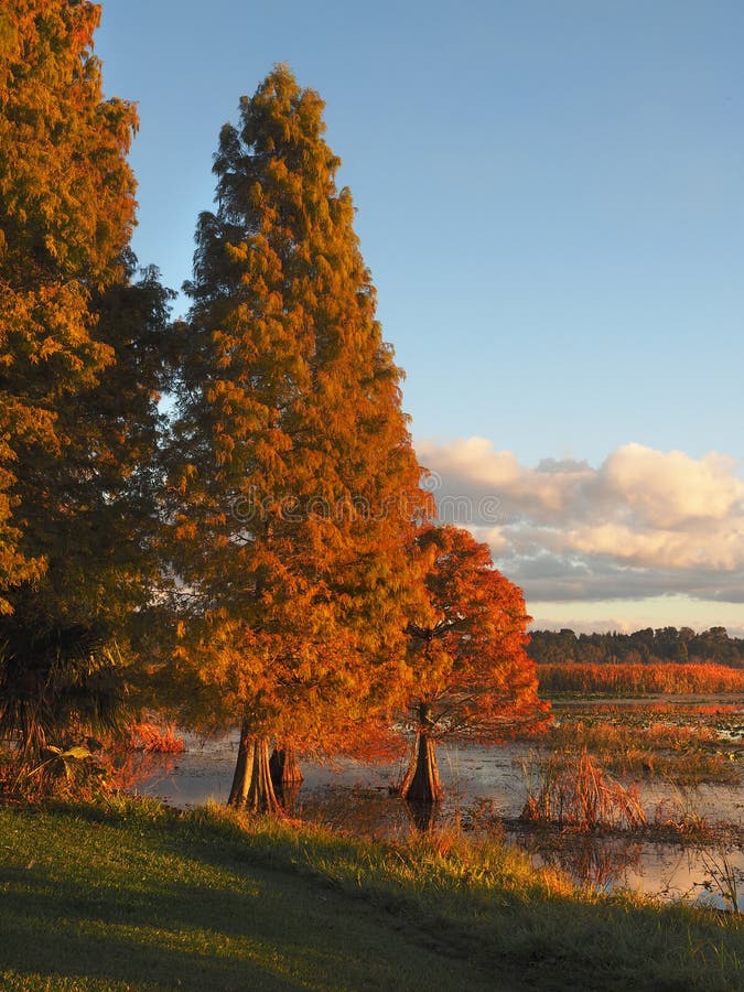 Bald Cypress Trees at the Lakes Edge As the Sun Begins To Set Stock ...
