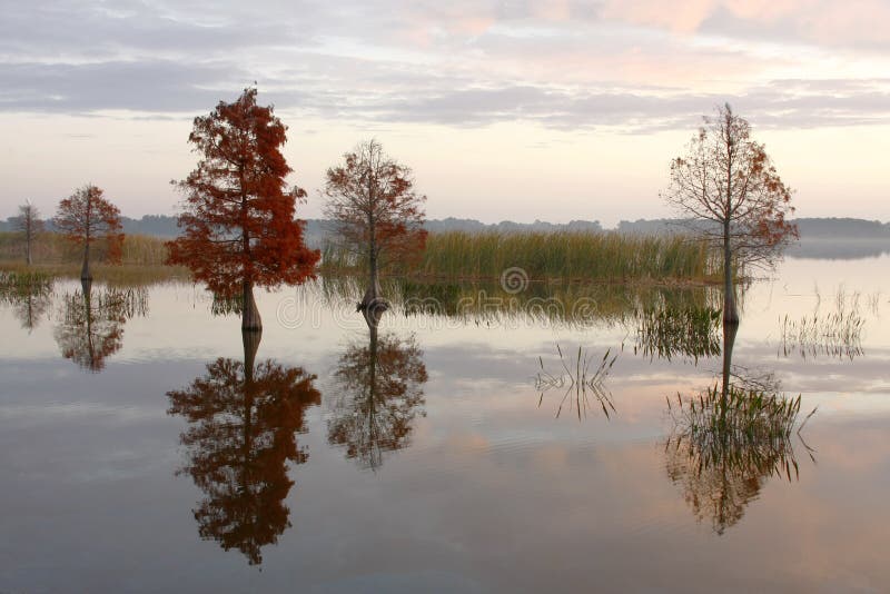 Bald Cypress Trees at the Lakes Edge As the Sun Begins To Set Stock ...