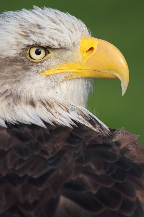 Bald eagle stock image. Image of bird, conservation, beak - 8508829