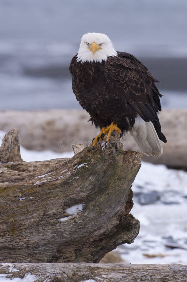 Bald Eagle stock photo. Image of creatures, undomesticated - 13530098