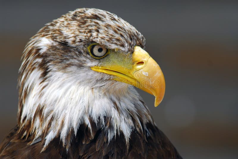 Bald Eagle stock photo. Image of details, detail, eagle - 14365002