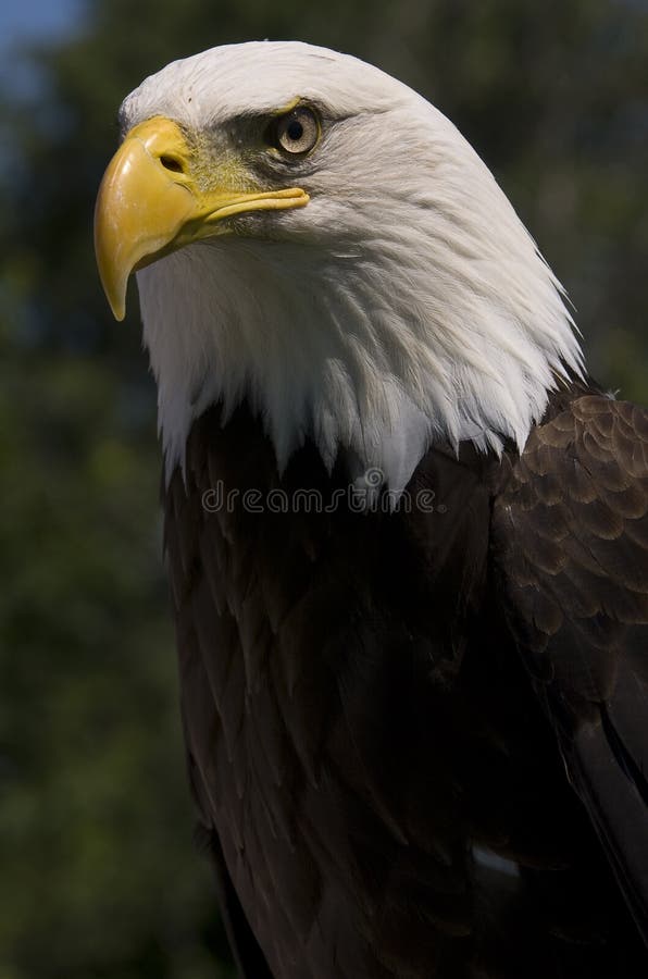 Soaring eagle stock photo. Image of bird, wing, bald - 15035804
