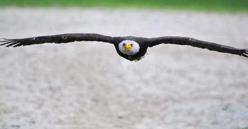 Eagle Flying Towards Camera Stock Photos - Free & Royalty-Free Stock ...