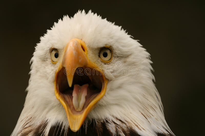 Freedom Eagle Crying