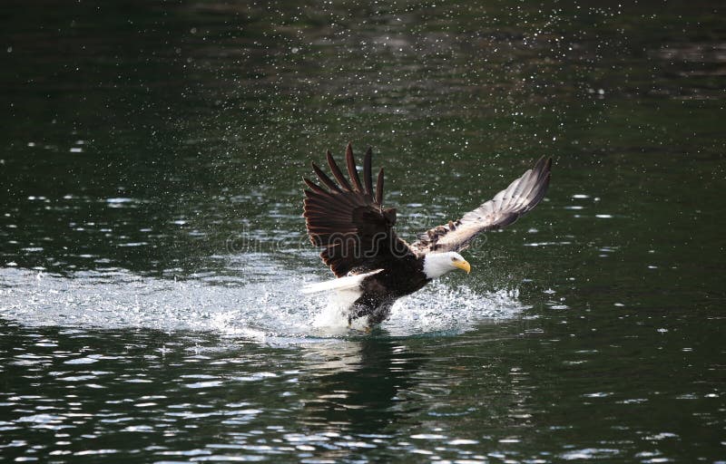 13,070 Bald Eagle Wings Stock Photos - Free & Royalty-Free Stock Photos ...