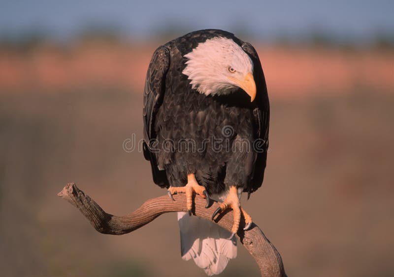 457 Angry Bald Eagle Stock Photos - Free & Royalty-Free Stock Photos ...
