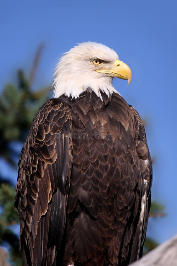 Bald Eagle stock photo. Image of forest, claws, tree, strength - 7637452