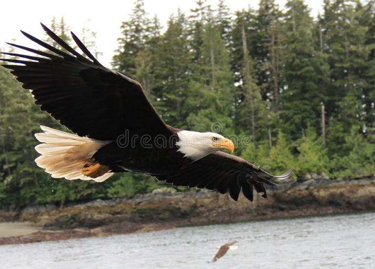 39,556 Bald Eagle Bro Stock Photos - Free & Royalty-Free Stock Photos ...