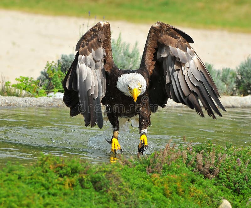 131 Bald Eagle Take Off Stock Photos - Free & Royalty-Free Stock Photos ...
