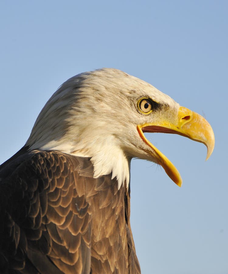 Bald eagle stock photo. Image of wildlife, alaska, bird - 21914136