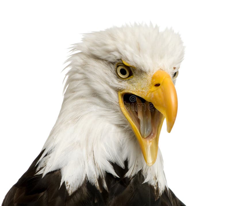Freedom Eagle Crying