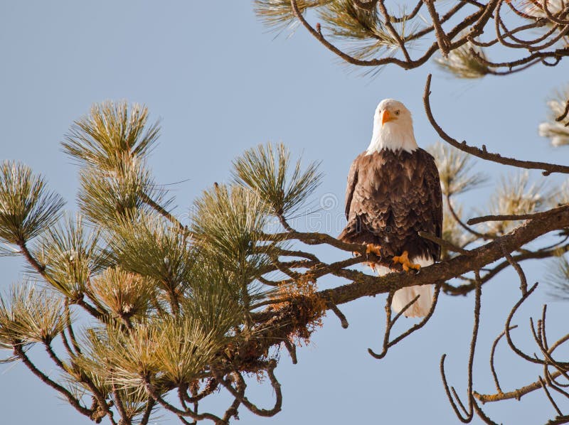 Nesting Bald Eagle stock photo. Image of eagle, tree - 12413874