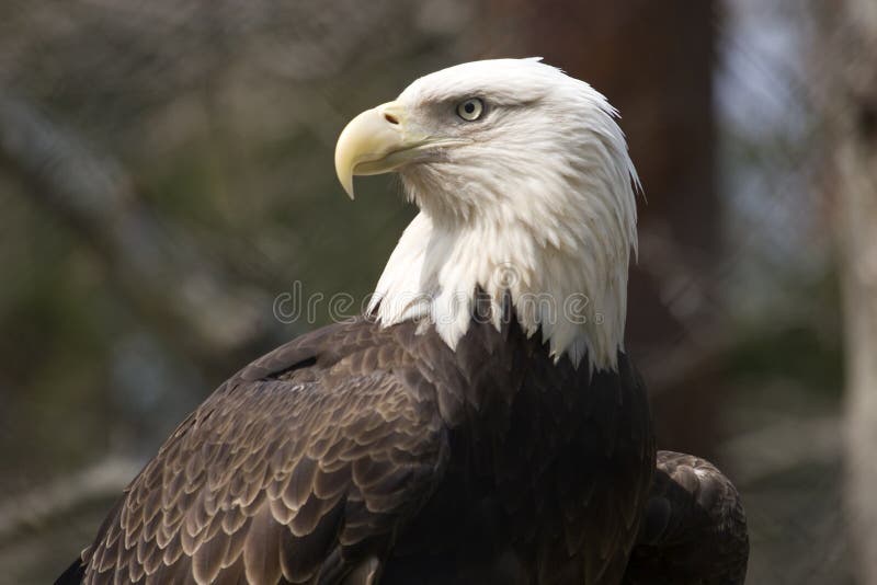 American Bald Eagles stock photo. Image of blue, isolated - 12941832